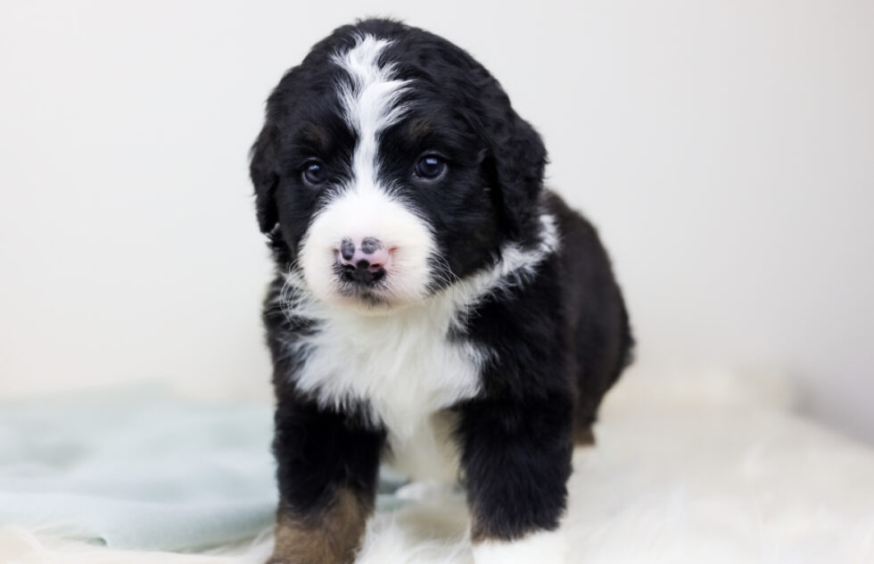 Aussie Mountain Doodles - Crystal Ridge Doodles