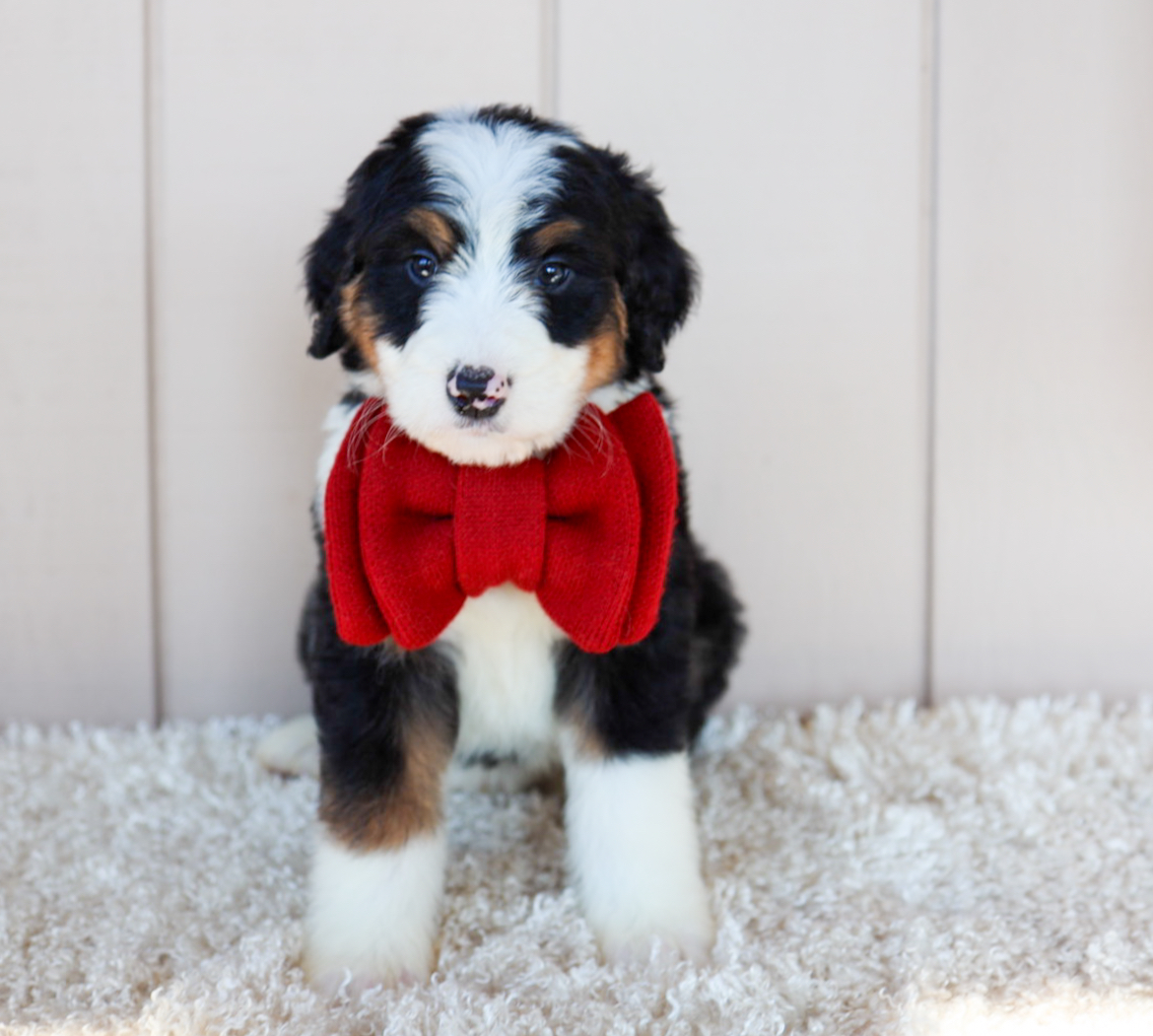 Aussie Mountain Doodles - Crystal Ridge Doodles